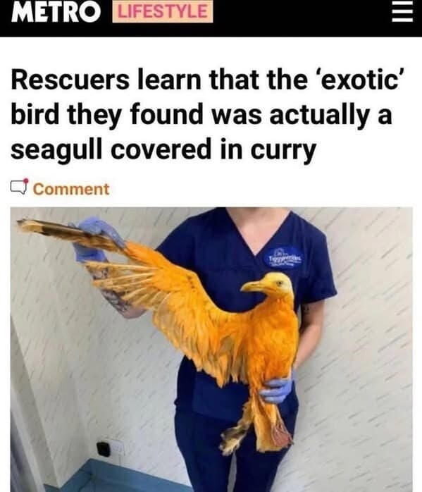 40 Funny Bird Memes For People Who Love A Good Squawk (May 12, 2025)