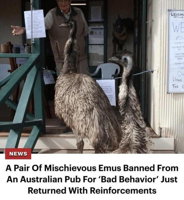 40 Funny Bird Memes For People Who Love A Good Squawk (May 12, 2025)