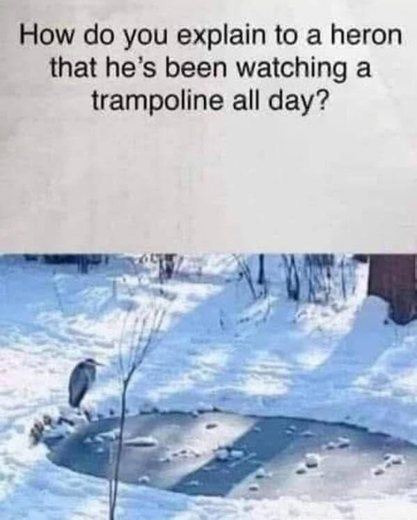 40 Funny Bird Memes For People Who Love A Good Squawk (May 12, 2025)