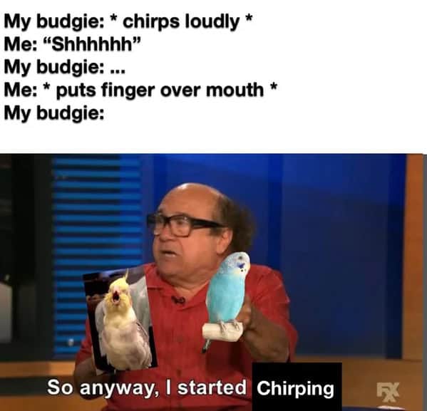 40 Funny Bird Memes For People Who Love A Good Squawk (May 12, 2025)