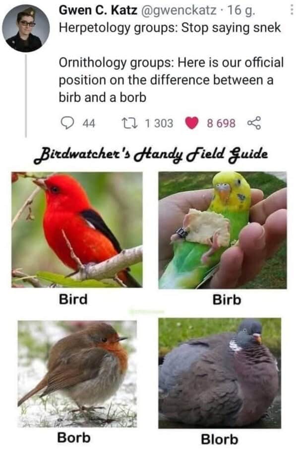 40 Funny Bird Memes For People Who Love A Good Squawk (May 12, 2025)