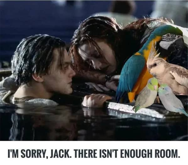 40 Funny Bird Memes For People Who Love A Good Squawk (May 12, 2025)