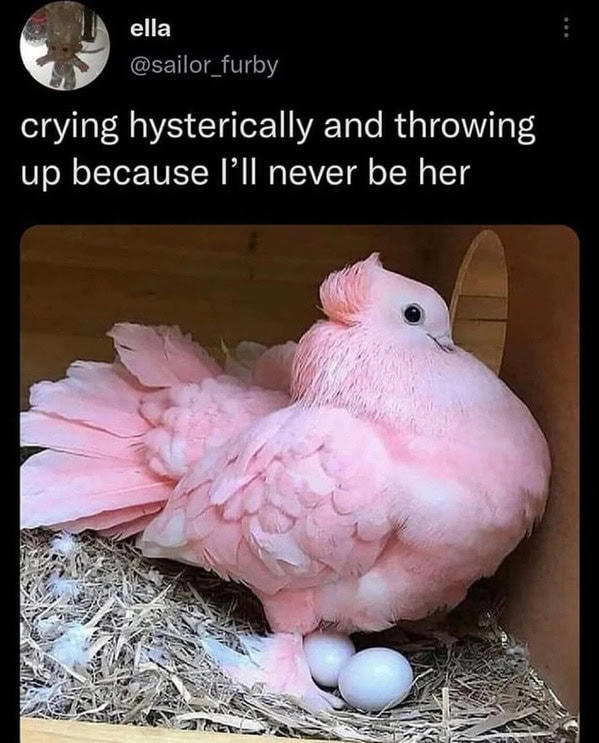 40 Funny Bird Memes For People Who Love A Good Squawk (May 12, 2025)