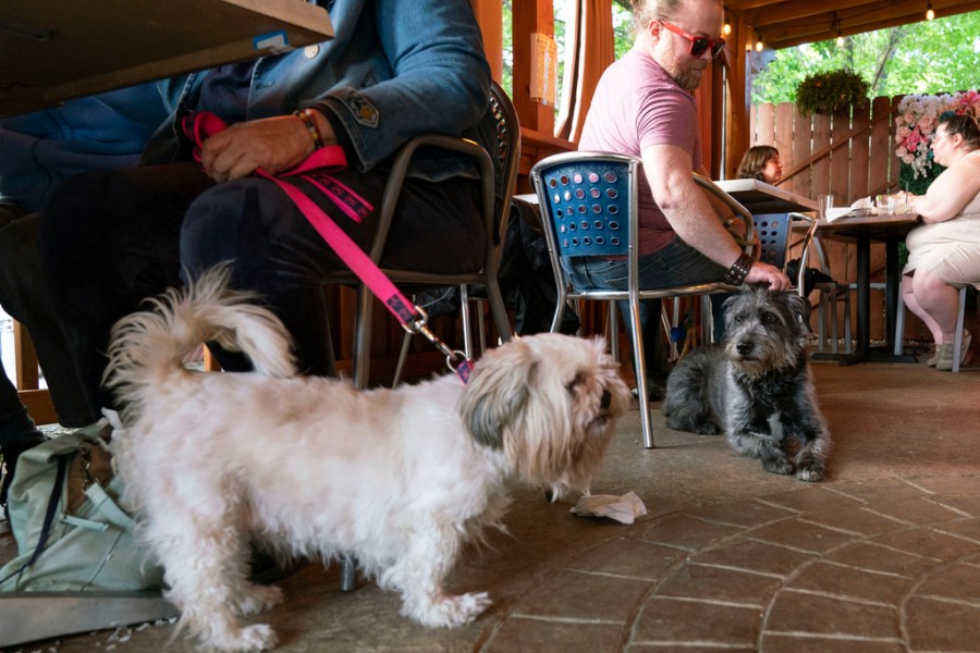 Dog-friendly patios to enjoy this summer in Northeast Ohio