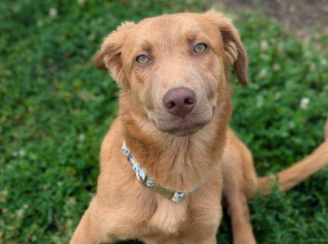 Richmond Animal Care and Control sponsoring adoptions for Father’s Day