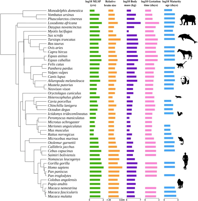 Scientists discover what drives the maximum lifespan potential of mammals