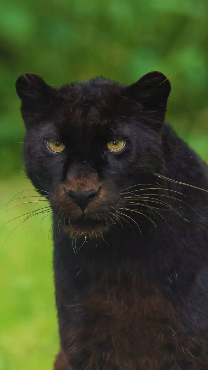 Top places in India to witness black panthers in the wild