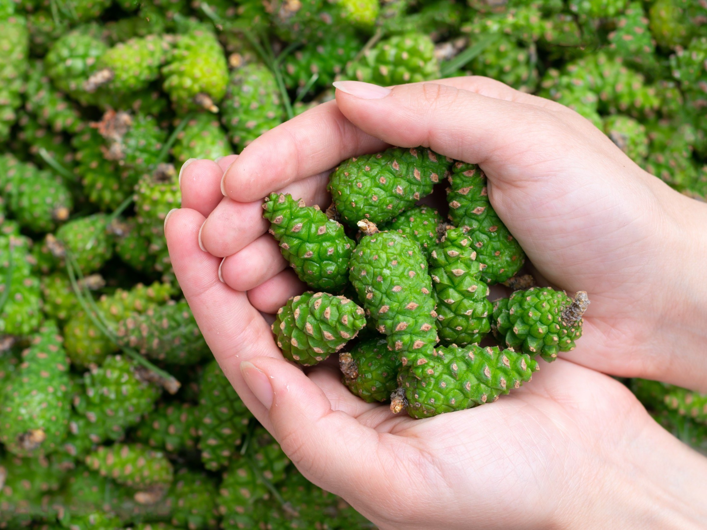 Zbieram zielone szyszki sosny i robię najlepszy dżem. Wystarczy tylko ...