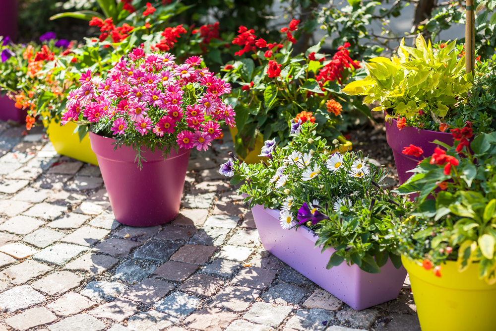 15 Container Garden Combos That Work