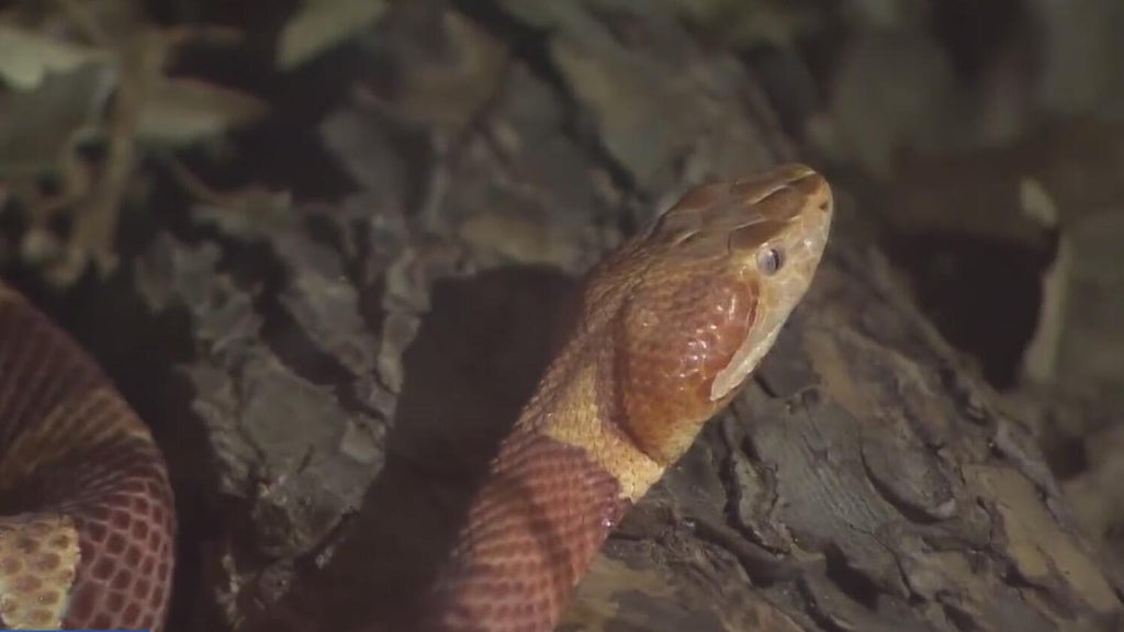 Spring heat brings North Texas snakes out of hibernation; wildlife ...