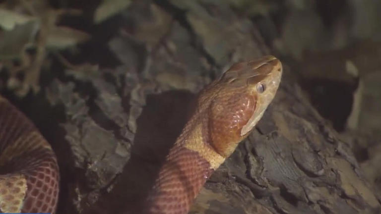 Spring heat brings North Texas snakes out of hibernation; wildlife ...