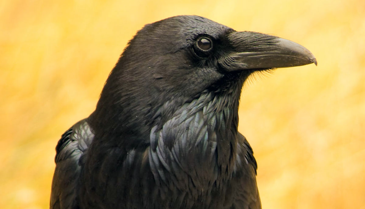 13 Cool Facts About Crows