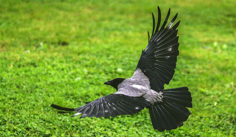 13 Cool Facts About Crows