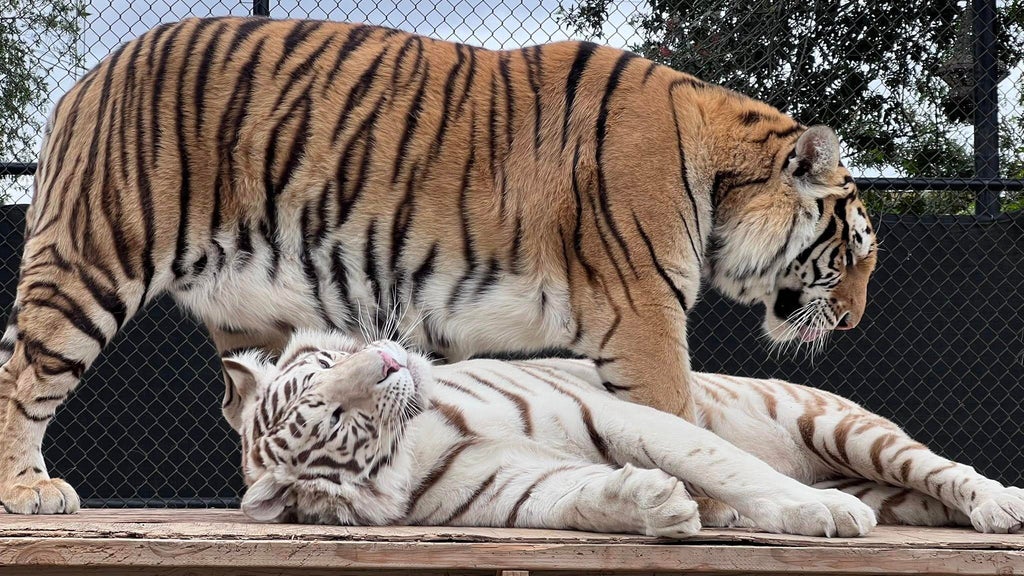 Fate of tigers homed at Inland Empire sanctuary unclear after eviction