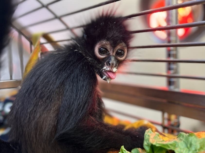 Beloved Teacher And Coach Killed | Endangered Spider Monkey Rescued