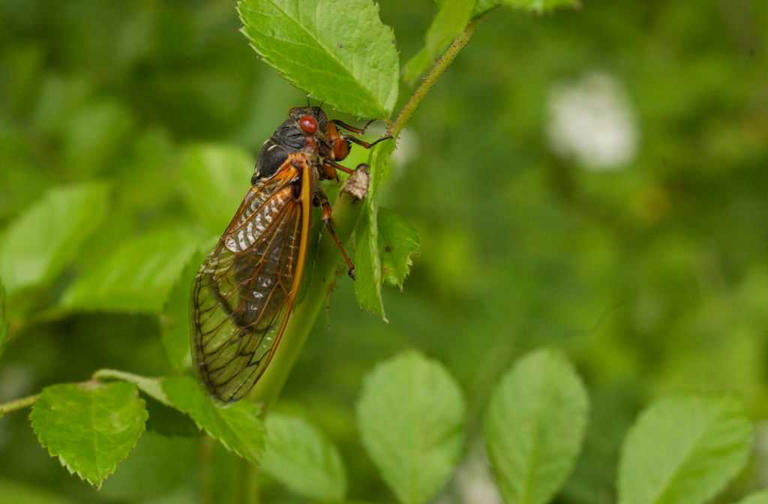 Cicadas are back: Where to expect them and how long they could be around