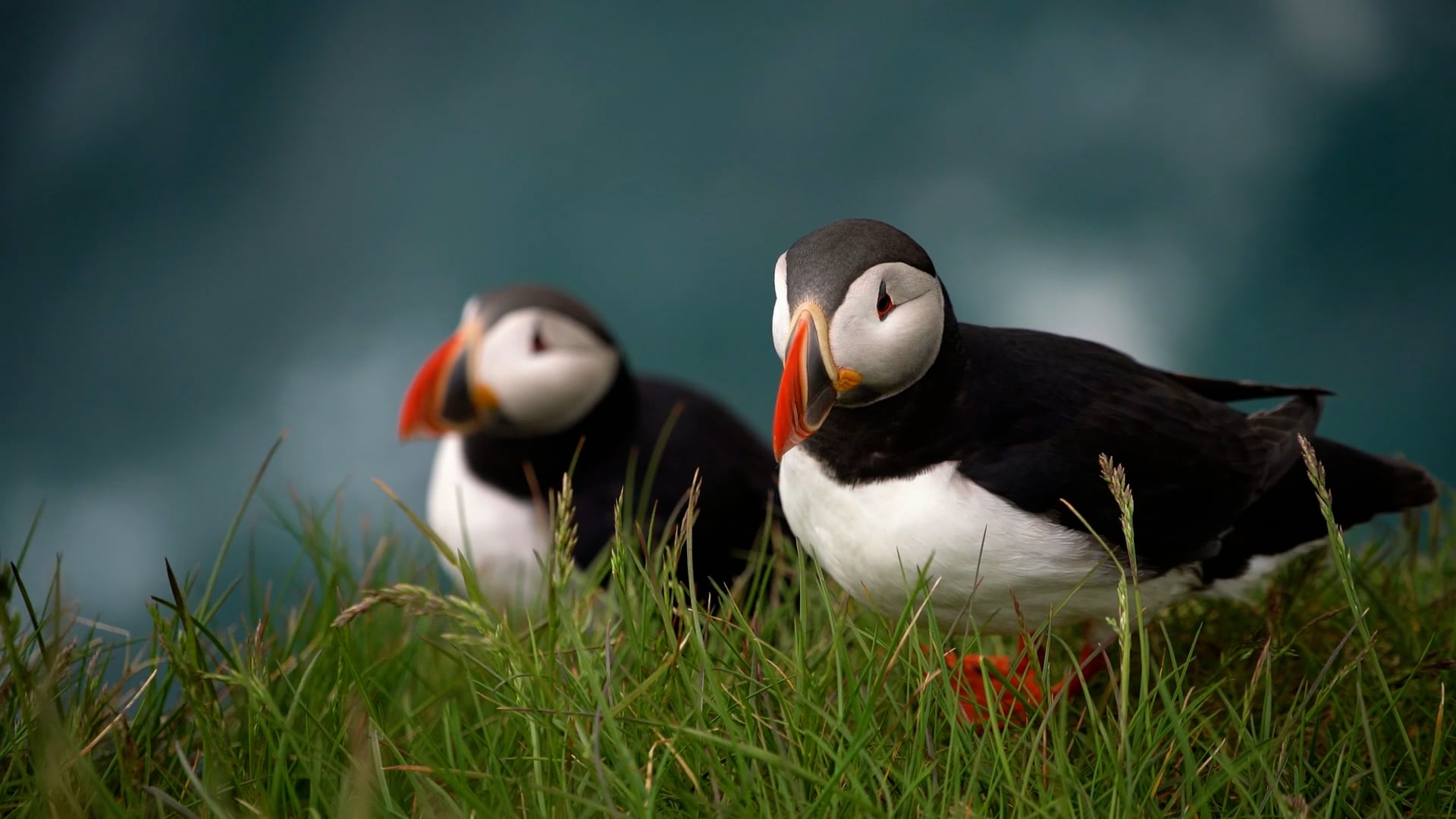 Ο παιχνιδιάρικος κόσμος των Puffins: Οι παράκτιοι κλόουν της φύσης