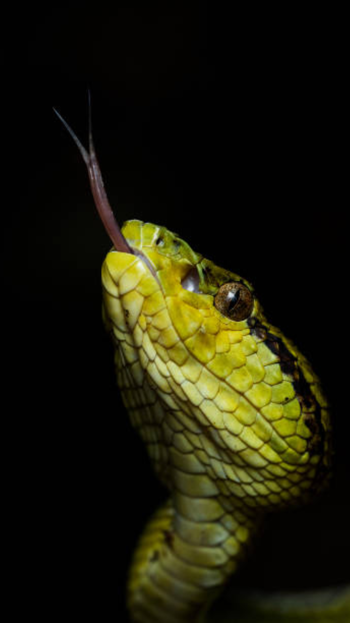 10 yellow snakes and their special features