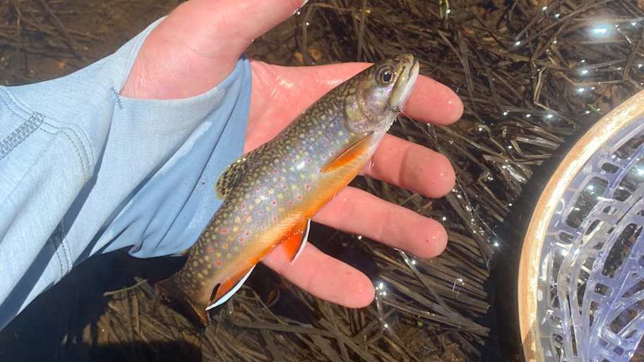Fly Fishing for Trout | How to Fish Responsibly During Spawning Seasons