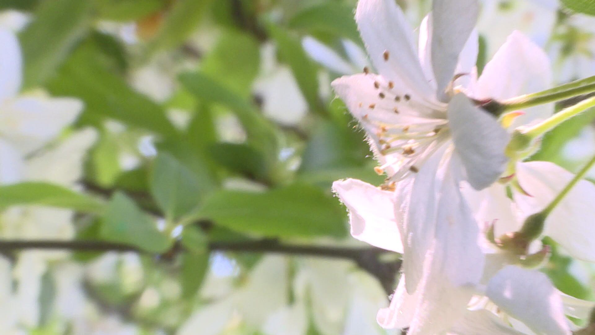 High tree pollen levels pack a punch on allergy sufferers