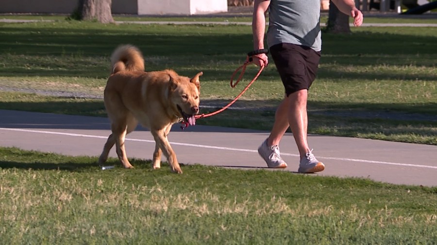 Denver places second in new study of dog friendly U.S. cities