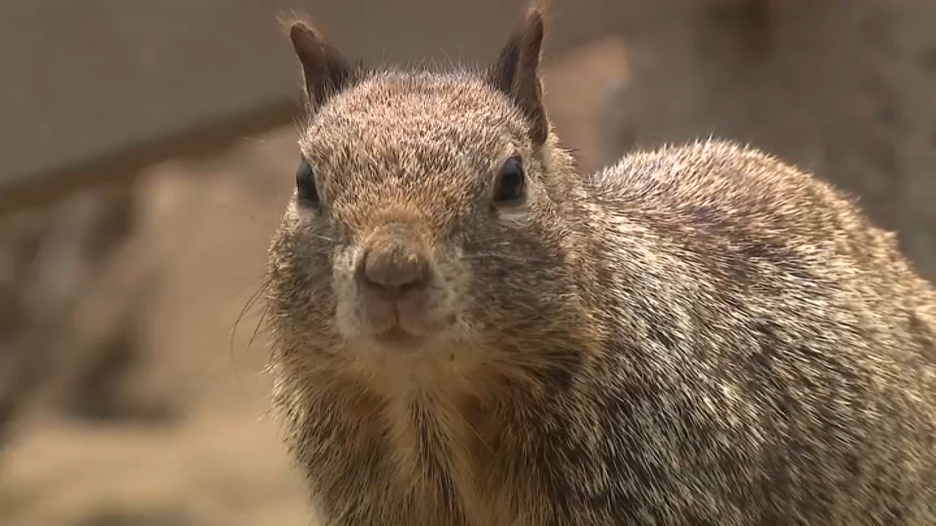 Booming squirrel population leads to Santa Monica's insistence not to ...