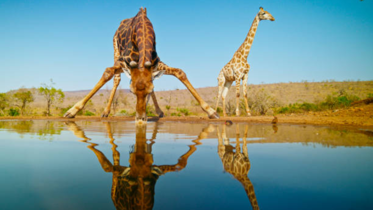 Can giraffes swim? The surprising answer