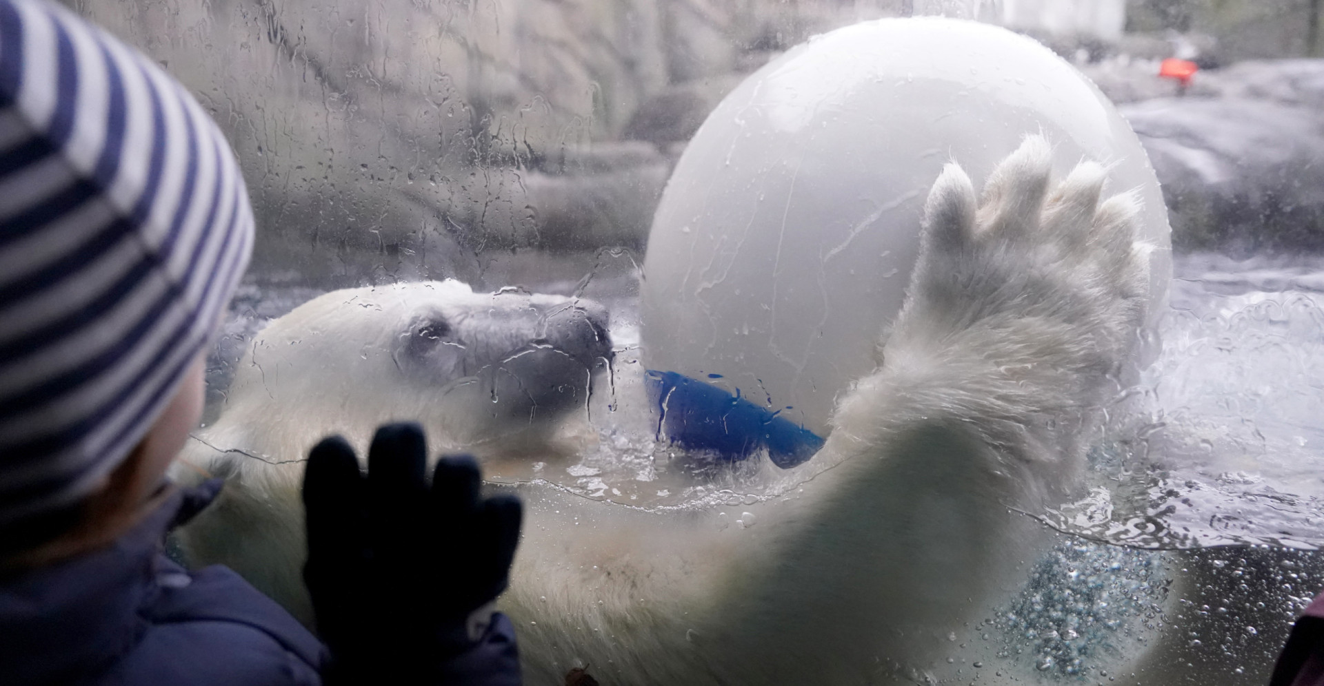 Bienestar animal: la otra cara de los zoológicos