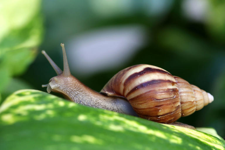 When A Giant Disease-Carrying Creature Sparked Anxiety In New York