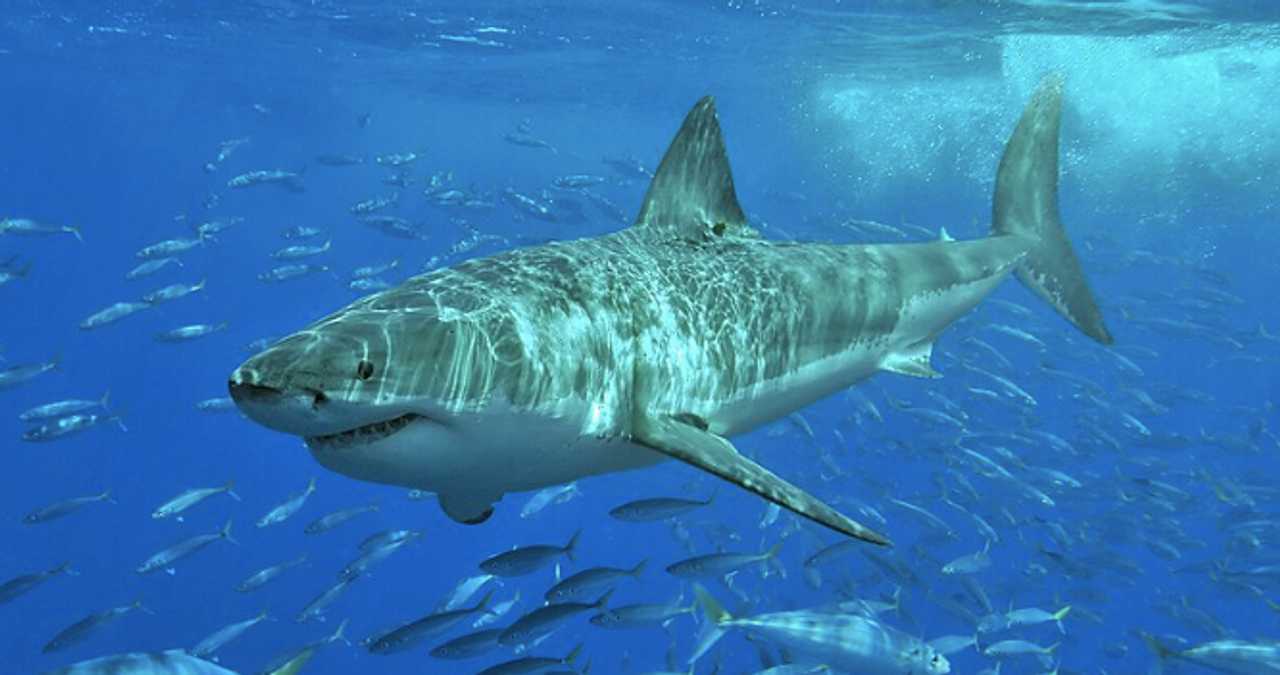 Biggest Great White Shark Recorded On Atlantic Coast: Where He's Headed