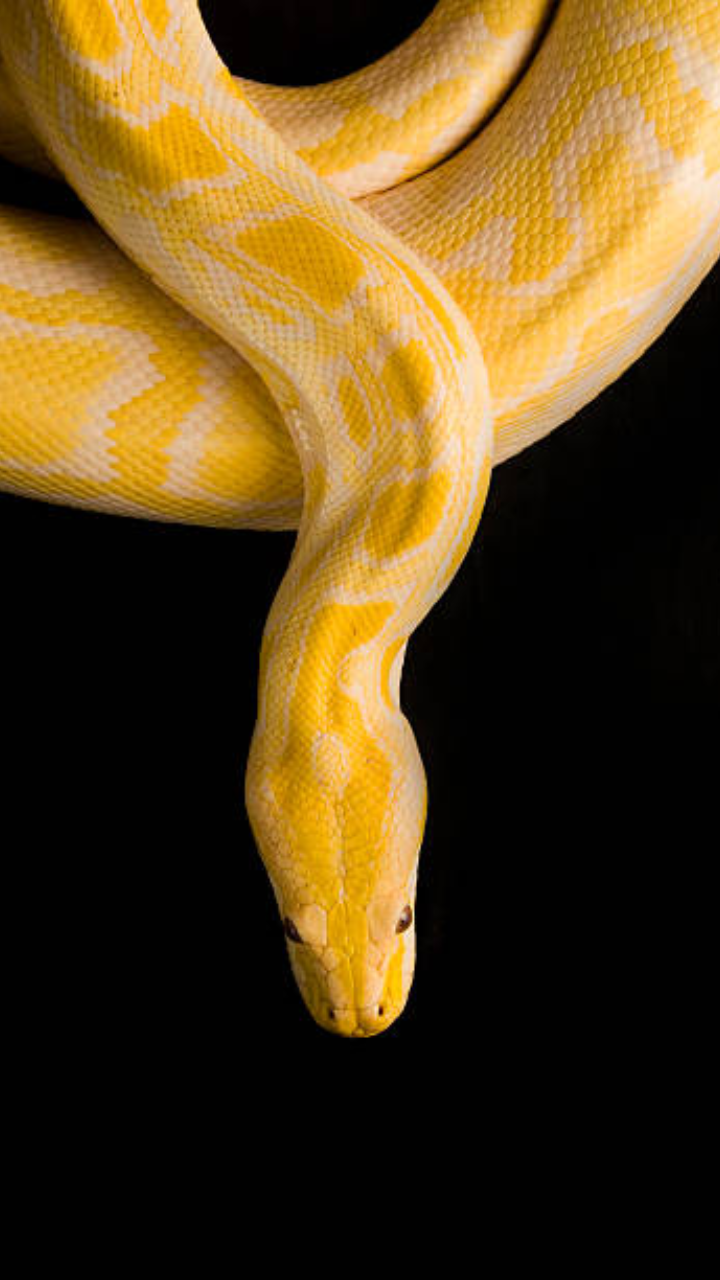 10 yellow snakes and their special features