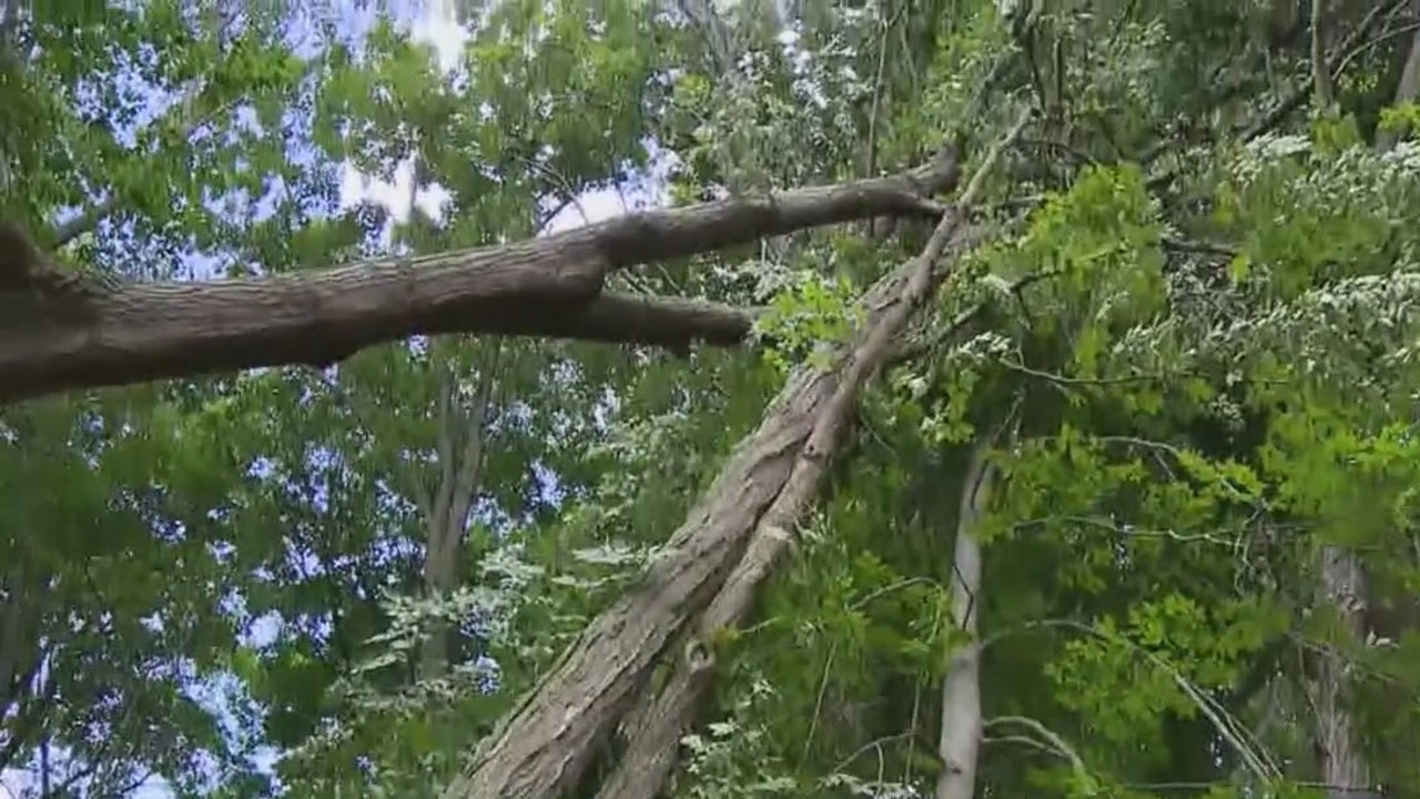 Metro Detroit tree trimming: How planting trees can cut the risk for ...