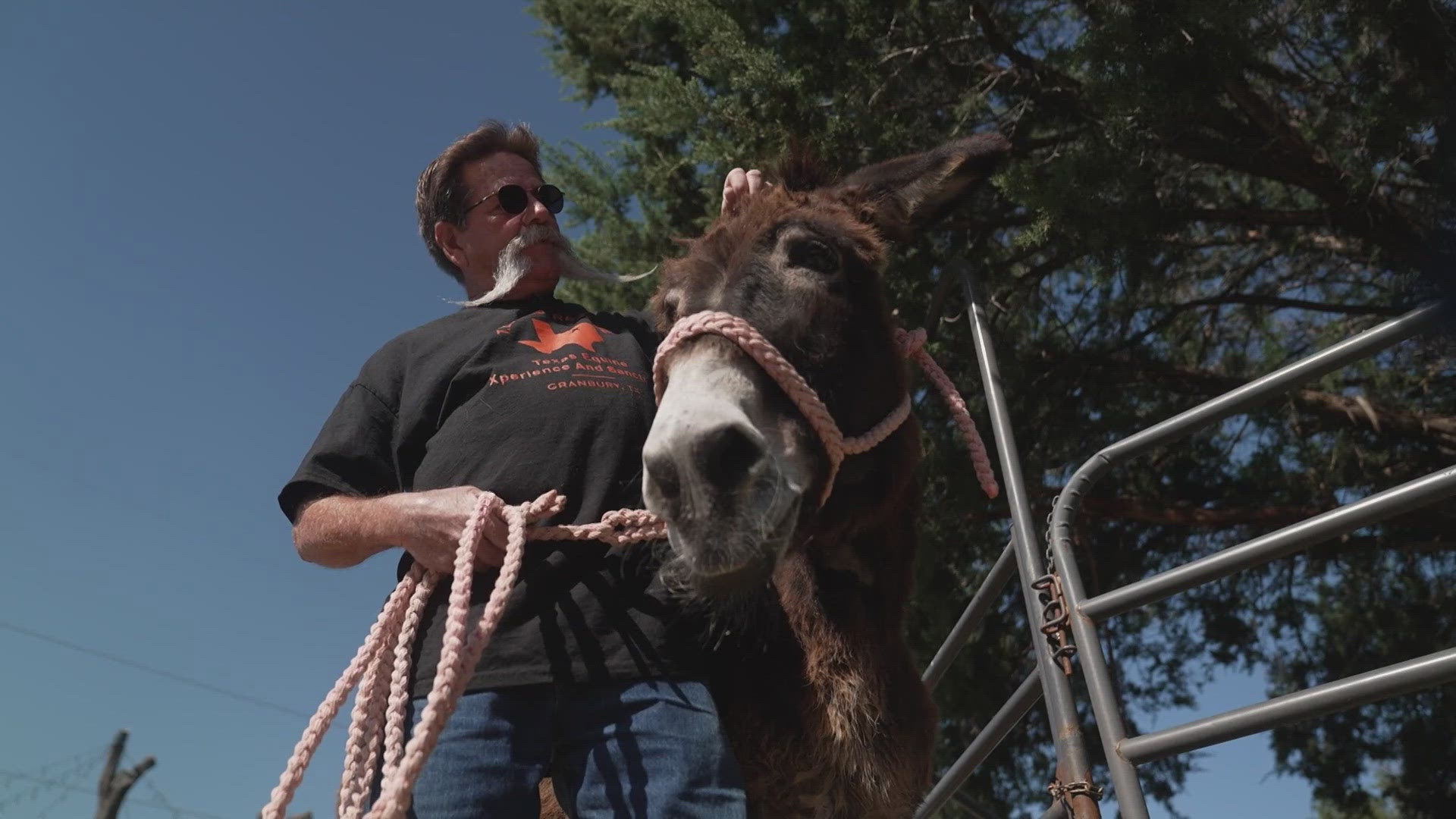 'Band of Burros' | Rescuing wild and neglected donkeys in Texas so they ...