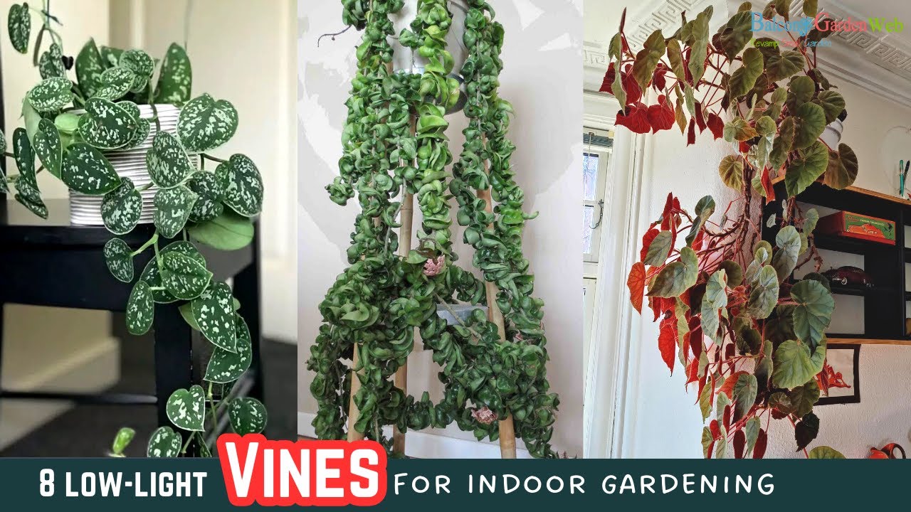 8 low-light Vines for Indoor Gardening. Best Vines