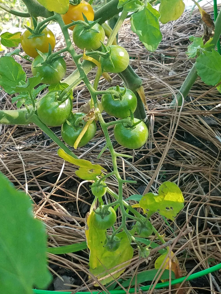 The hidden struggle for healthy food in Leon County