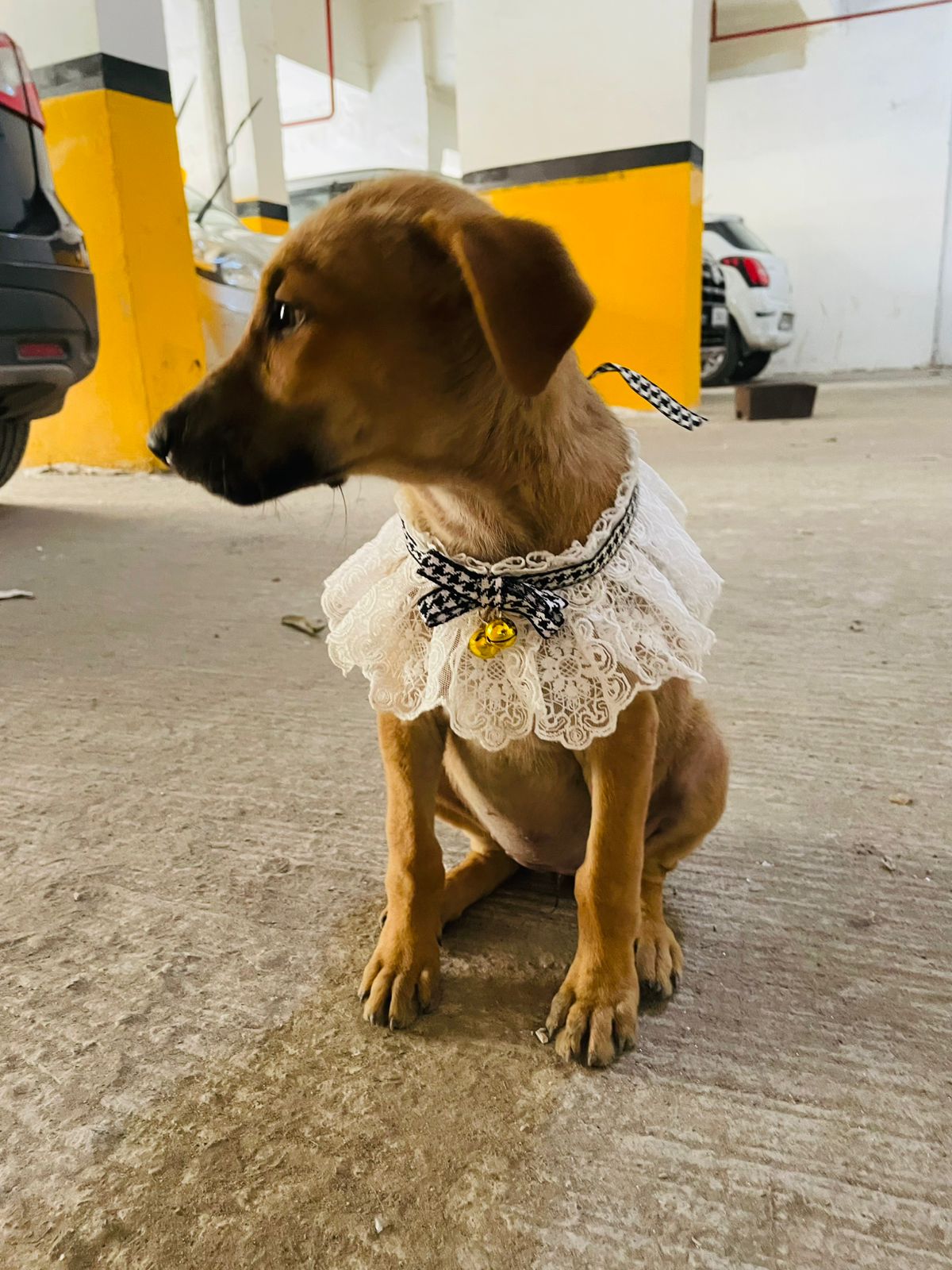 Adopt a Pet: Delhi-NCR residents, bring home a loving companion from ...