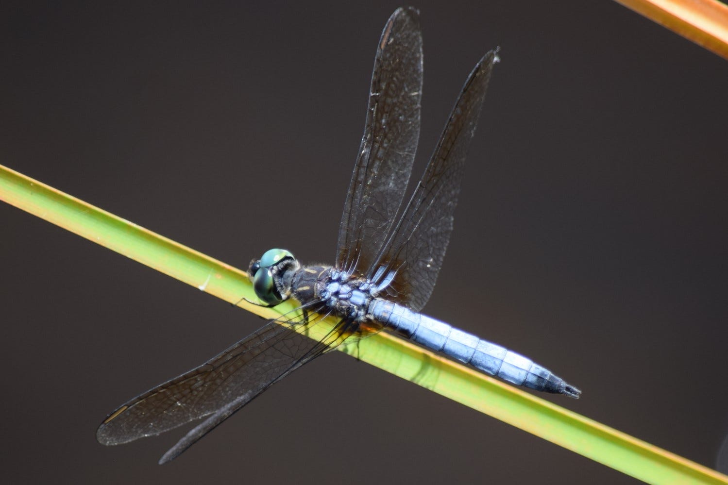 Delaware names blue dasher as state dragonfly