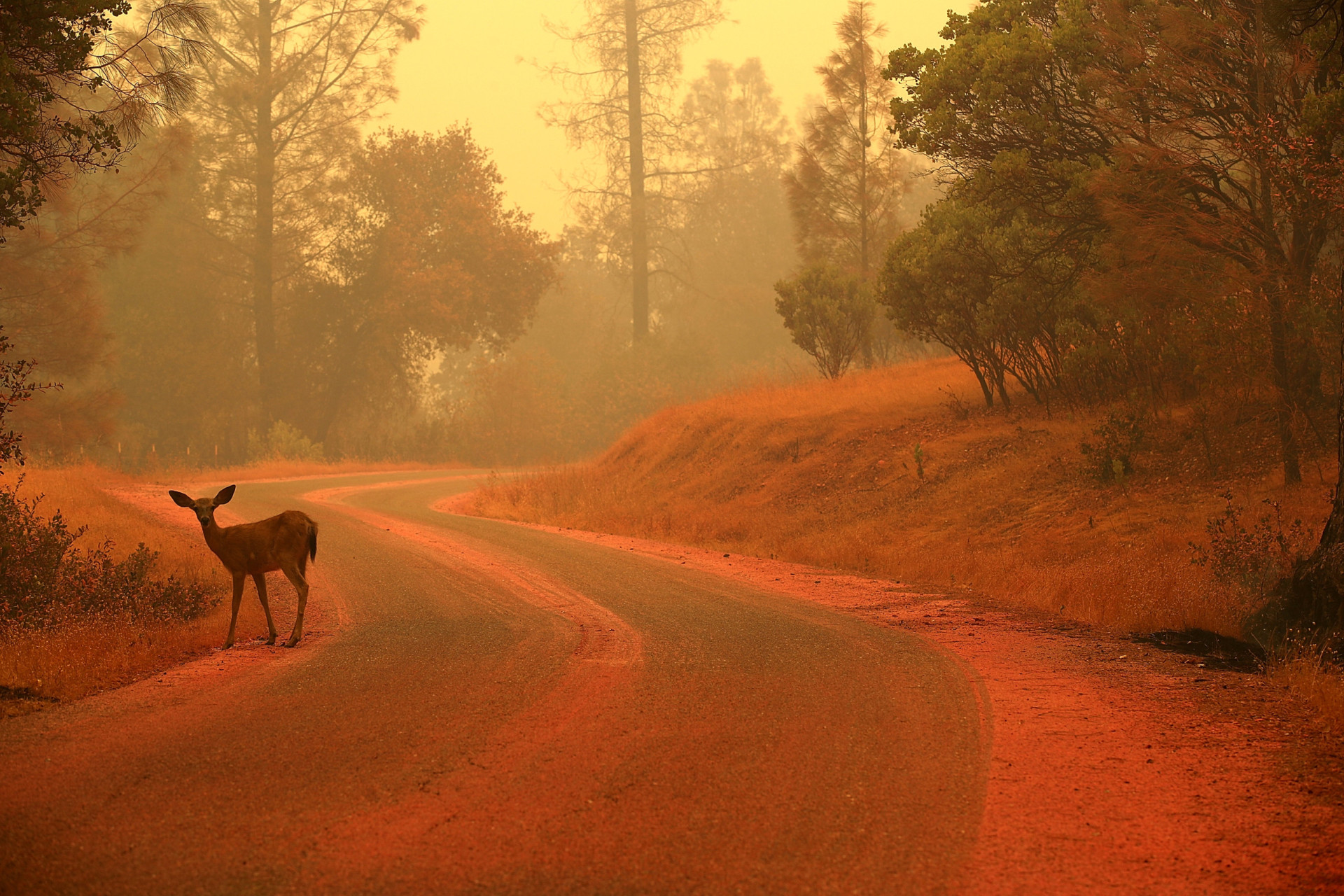 Wie Wildtiere nach einem Waldbrand überleben
