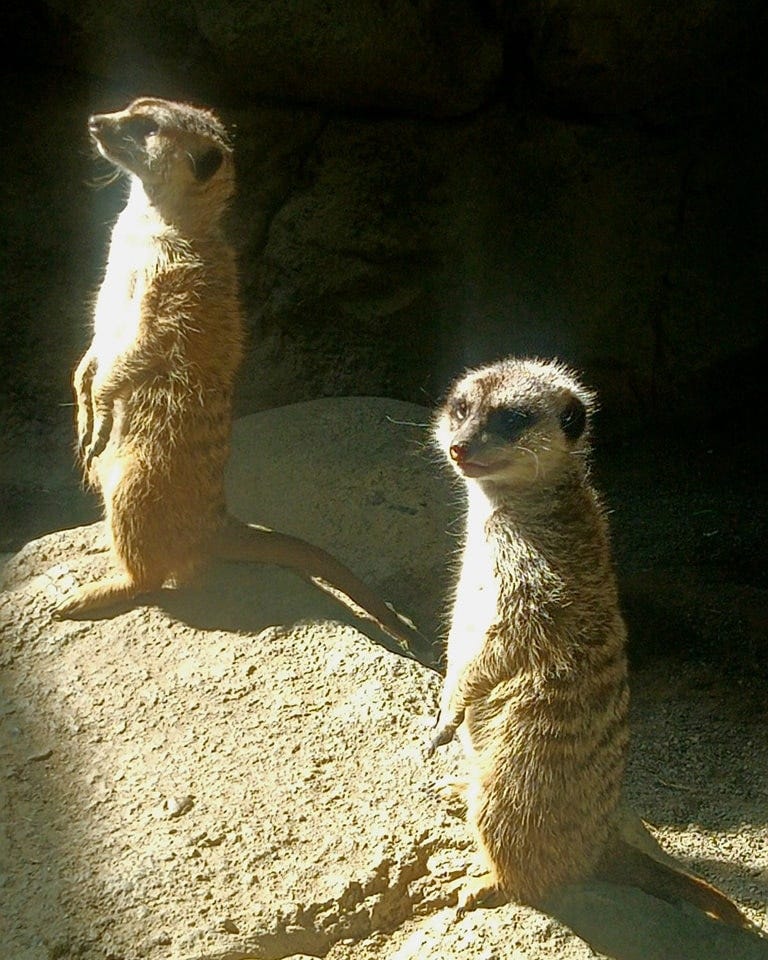Erie Zoo says goodbye to two meerkats. What are the plans for their ...
