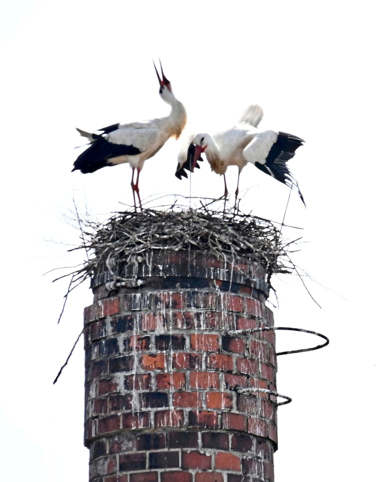 Erste Storchenküken in Rust geschlüpft