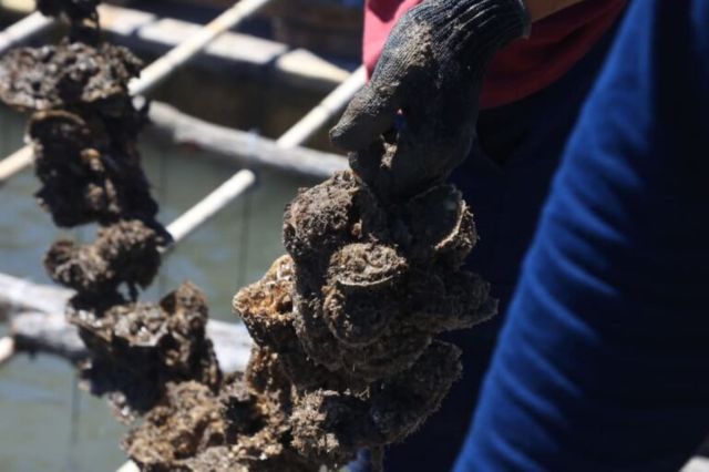 Innovative group uses 'floating raft technique' to save critical ocean ...