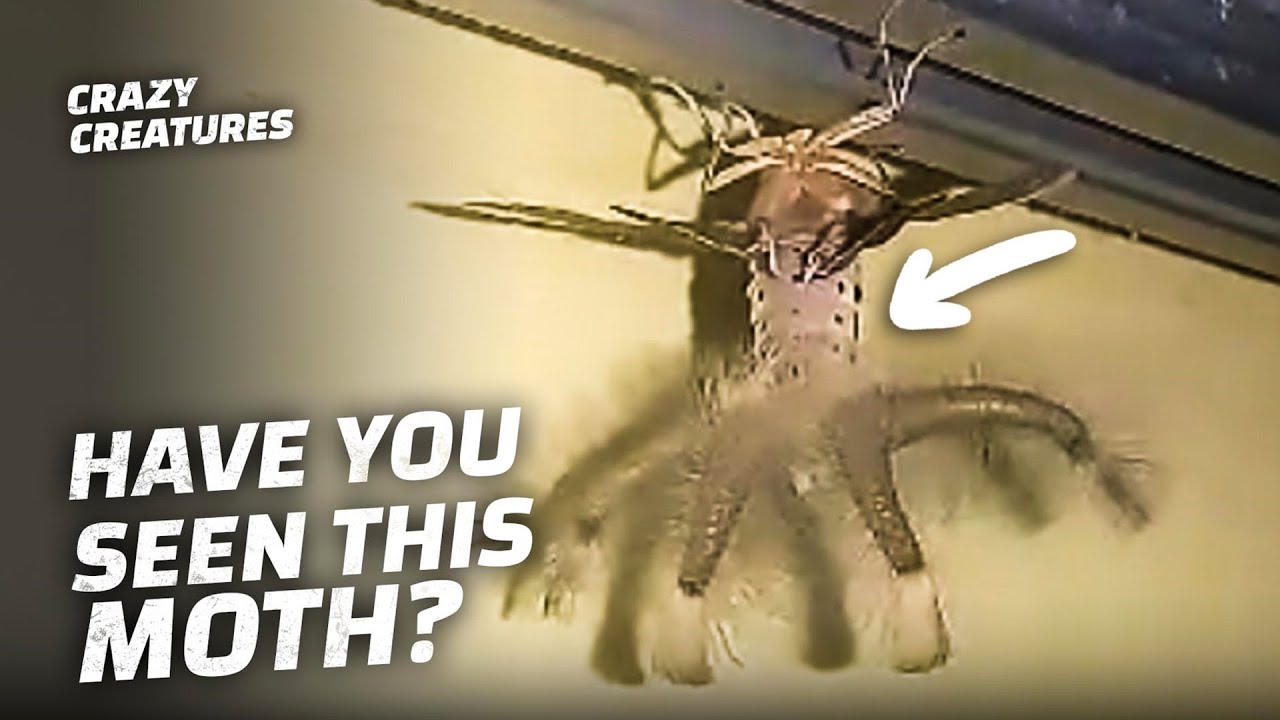 Baphomet Moths Are Straight Out of Your Nightmares