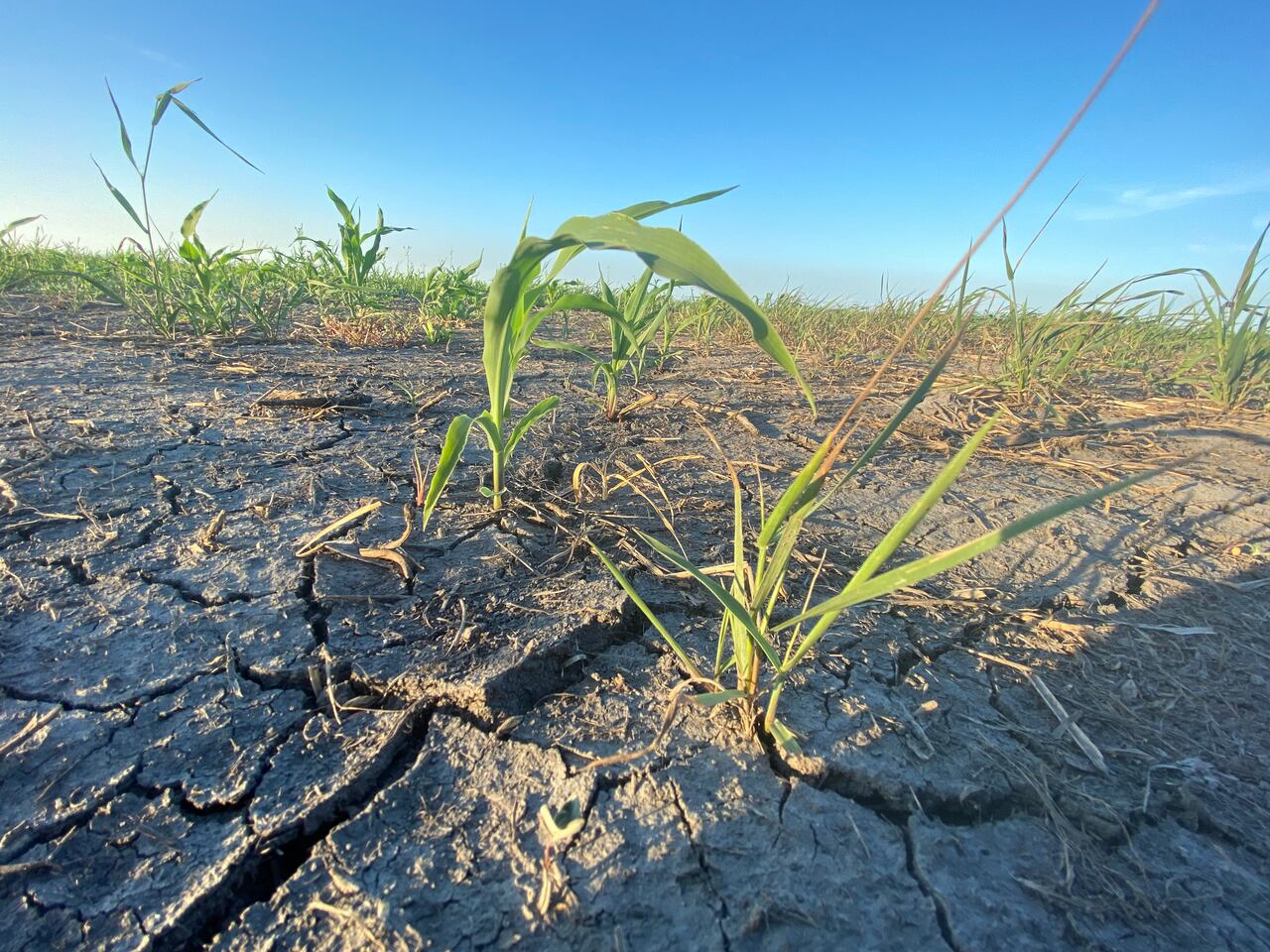 States of emergency, agricultural disaster declared in parts of drought ...