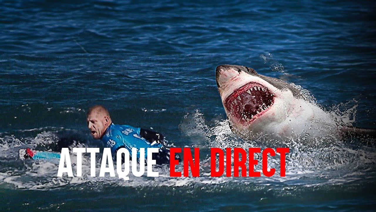 Attaque de requin en direct à la télévision