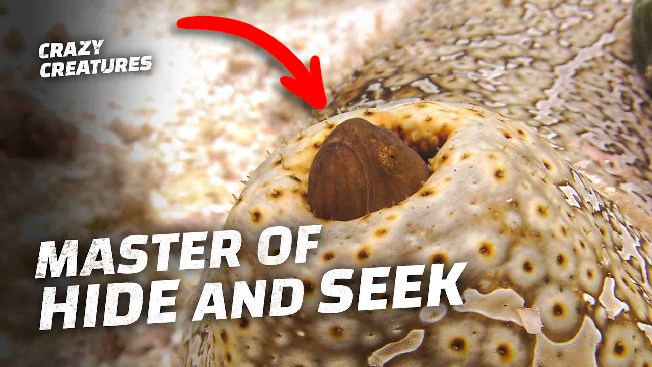 Undercover Fish: The Ultimate Hiding Spot