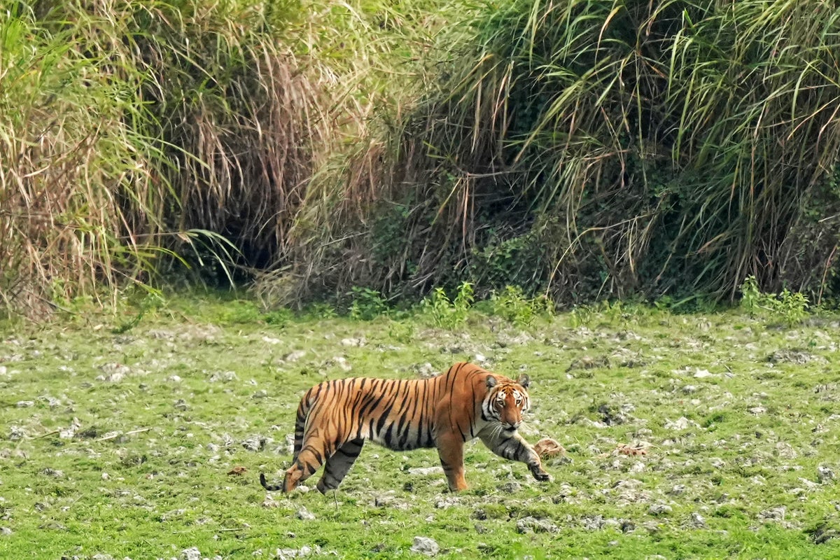 Indian reserve tigress kills forest ranger in second attack on humans ...