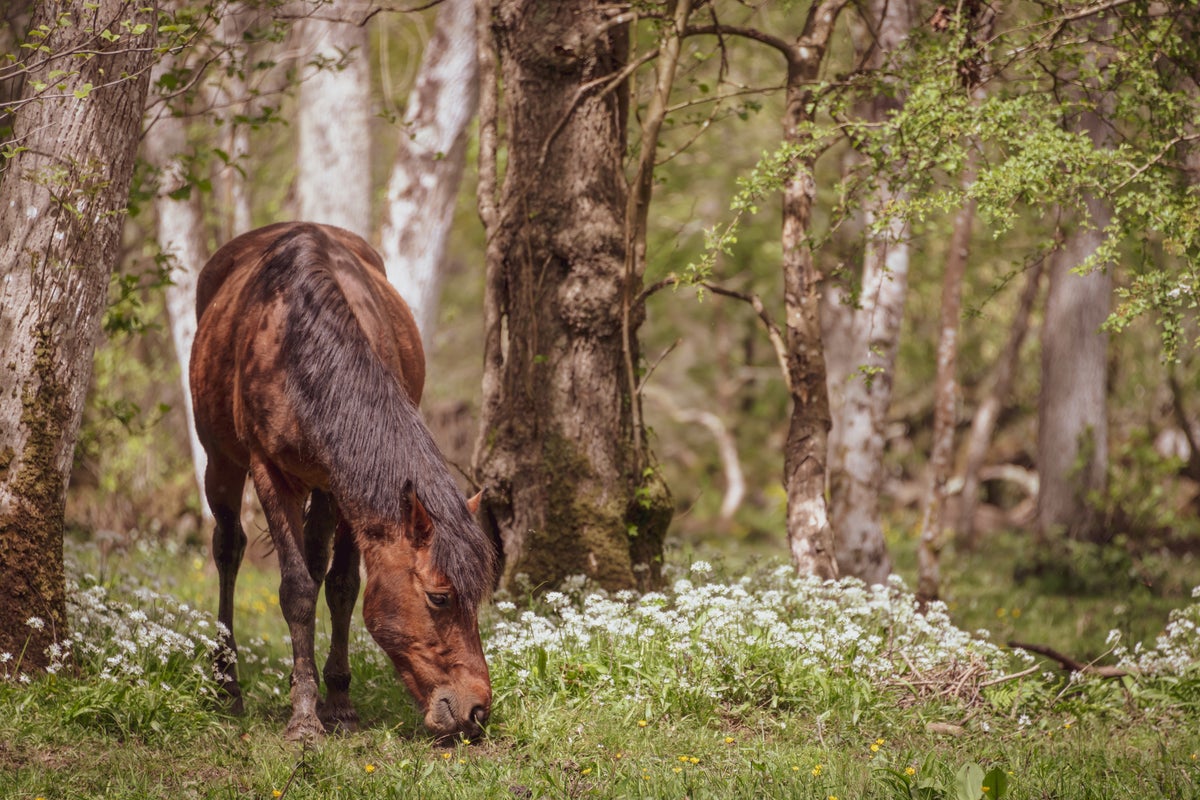 Warning to drivers as stallions released in New Forest for breeding season