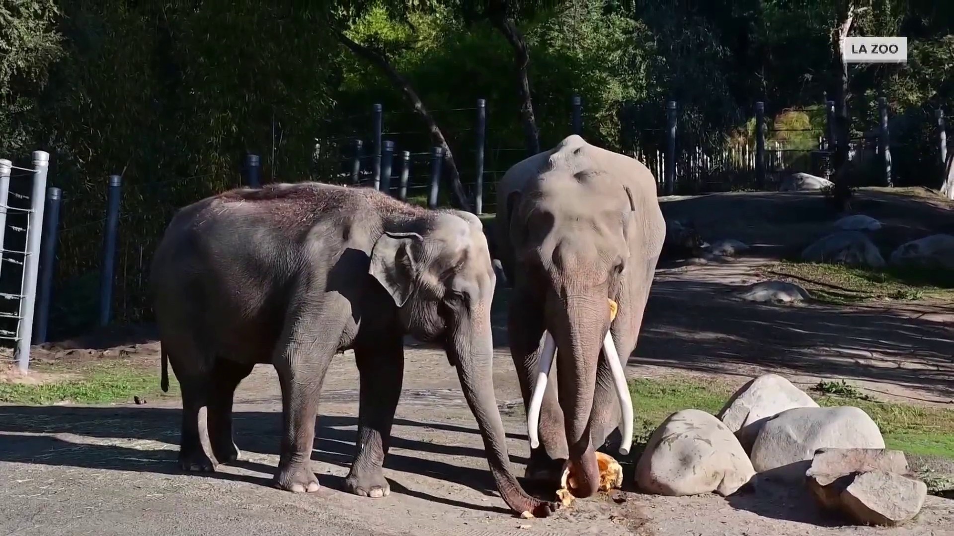 'Not another zoo': Critics want LA Zoo elephants moved to sanctuary