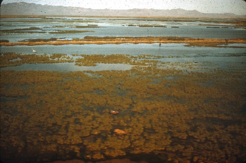 Drag Strip Dominators Through Time