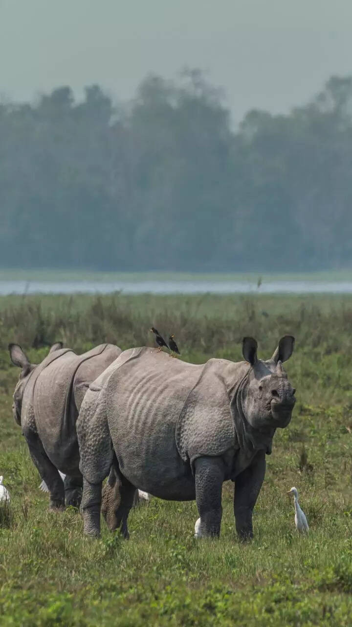 7 iconic animals to spot in Indian jungles